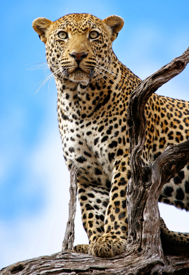 Wildlife Photos: African Leopard Climb Tree (Panthera pardus)
