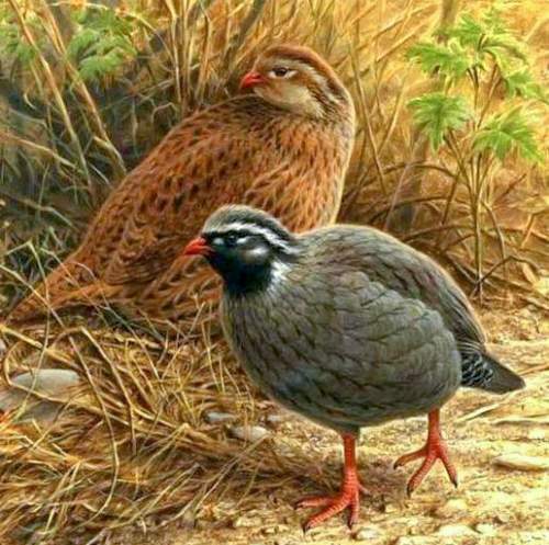 List of Indian quails - Images | Birds of India | Bird World