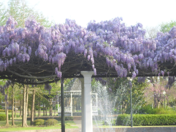 Reflections of a *Mississippi Magnolia*: Sally Kate Winters Memorial ...