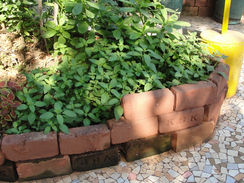 Natueco city farming: Introducing permaculture design on MbPT terrace ...