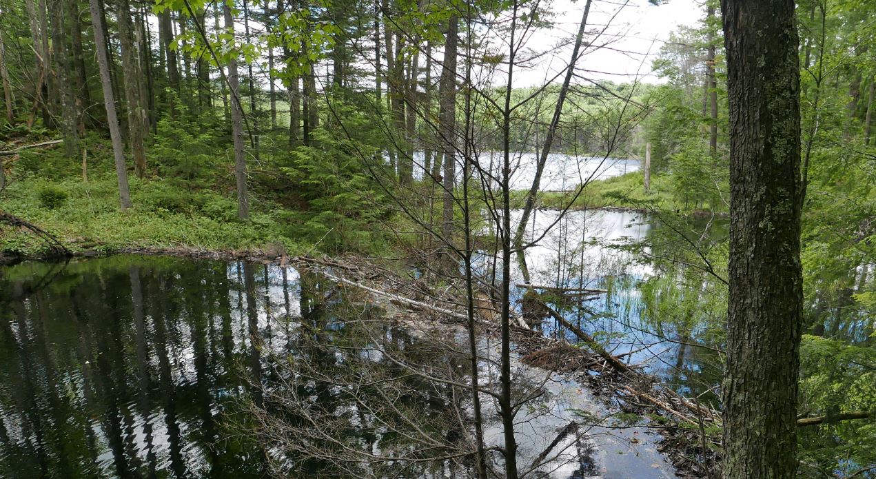 A Little Wild: Dog Pond to Curtis Pond and How I Introduced a Bear to ...