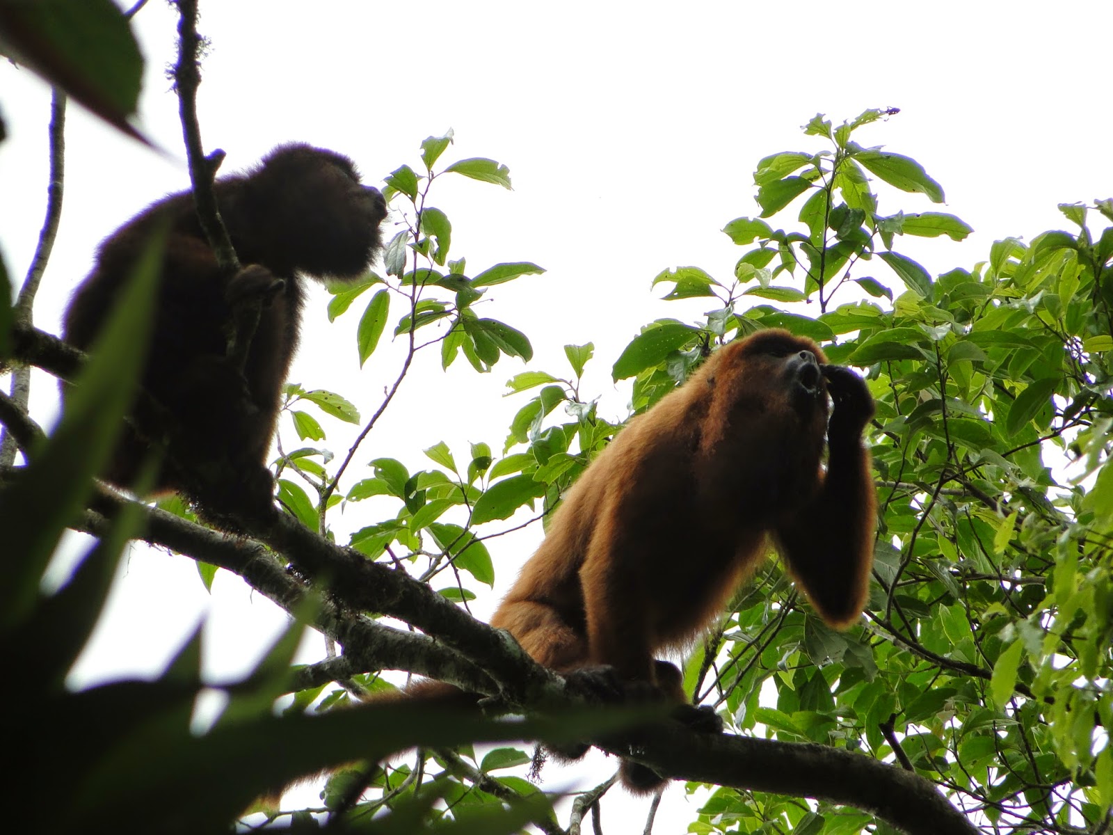 Marcelo Hübel: Macaco / Bugio-ruivo / Alouatta guariba em São Bento do ...