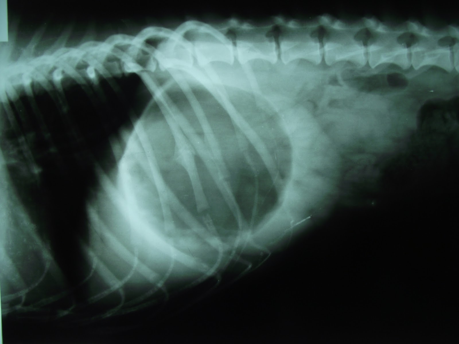 Casos clínicos de veterinaria en pequeños animales: DILATACION ...