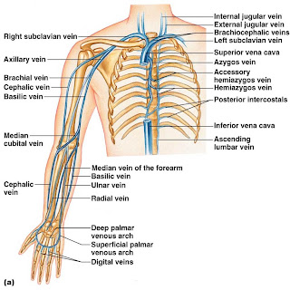 CLASS BLOG: BIO 202 Arteries and Veins KEY