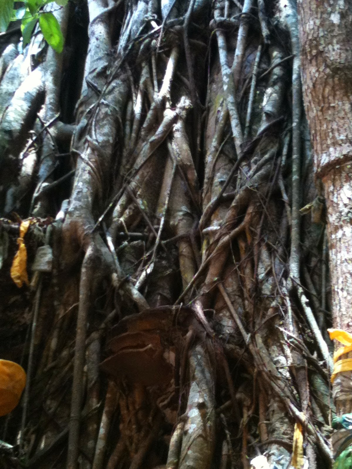 There's more to life: Sri Maran Marathandavar Temple, Maran