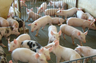 CRIAÇÃO DE ANIMAIS: Criação de Suínos (Resumo)