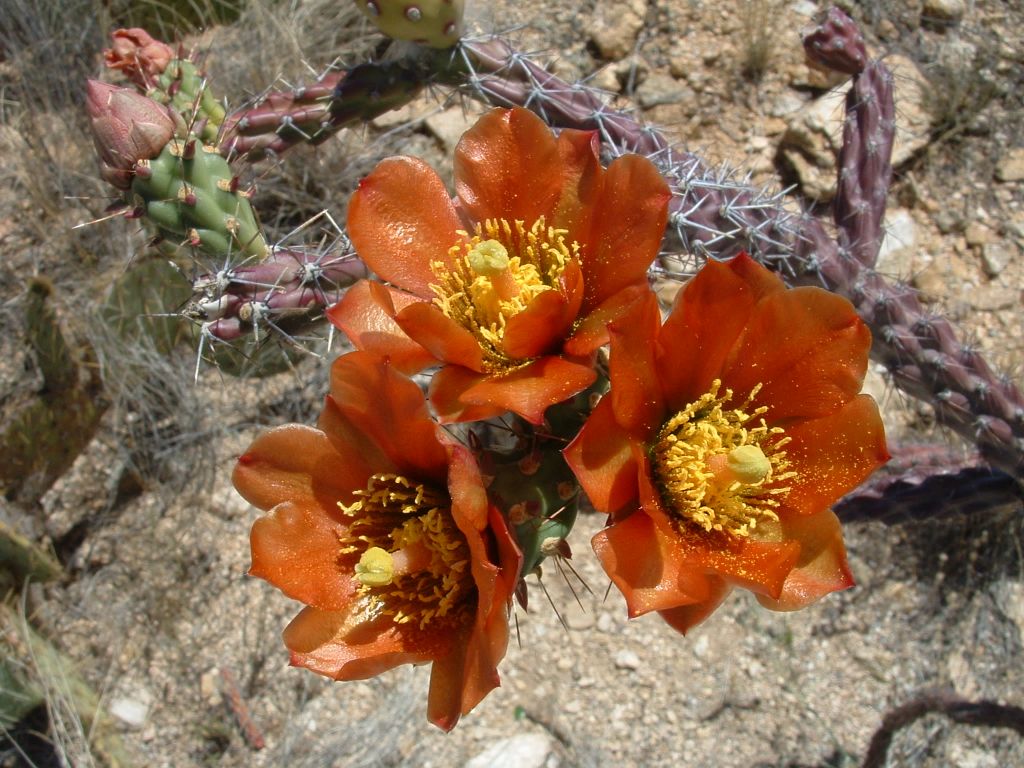 Your Daily Dose of Sabino Canyon: Flowers for Bryna