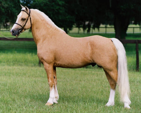 El caballo