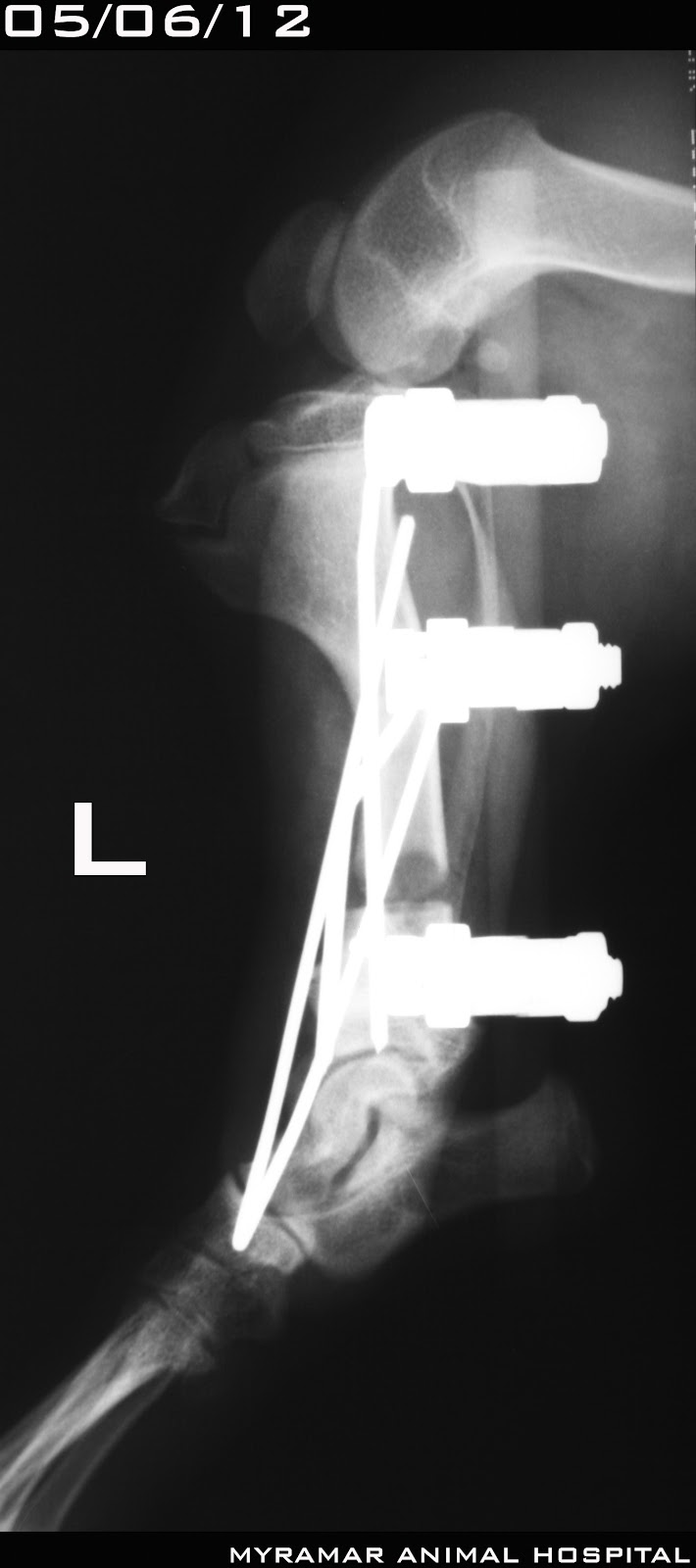 4. FRACTURAS DE TIBIA. TRAUMATOLOGÍA VETERINARIA.: Senf. Pes Varus ...