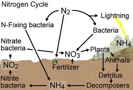 MUSUH ALAMI-PREDATOR: Pencemaran nitrogen dalam pertanian
