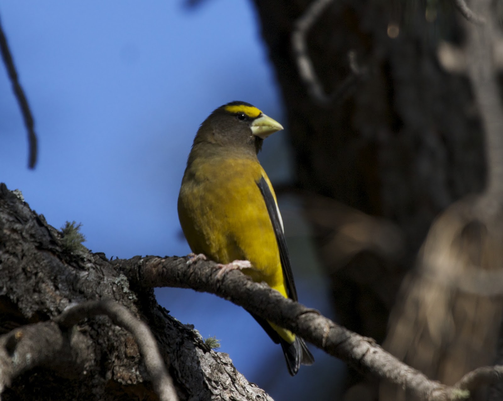 Birding Is Fun!: Saluting the Flag!