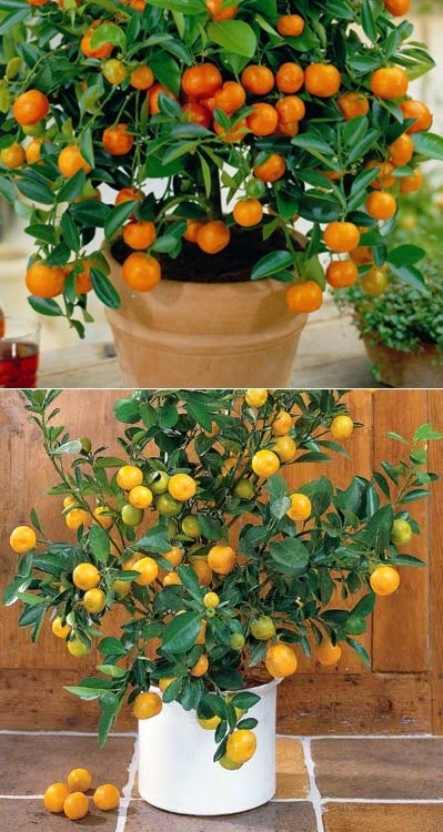 How to grow citrus trees in a containers #Fruit_Gardening - Organic ...