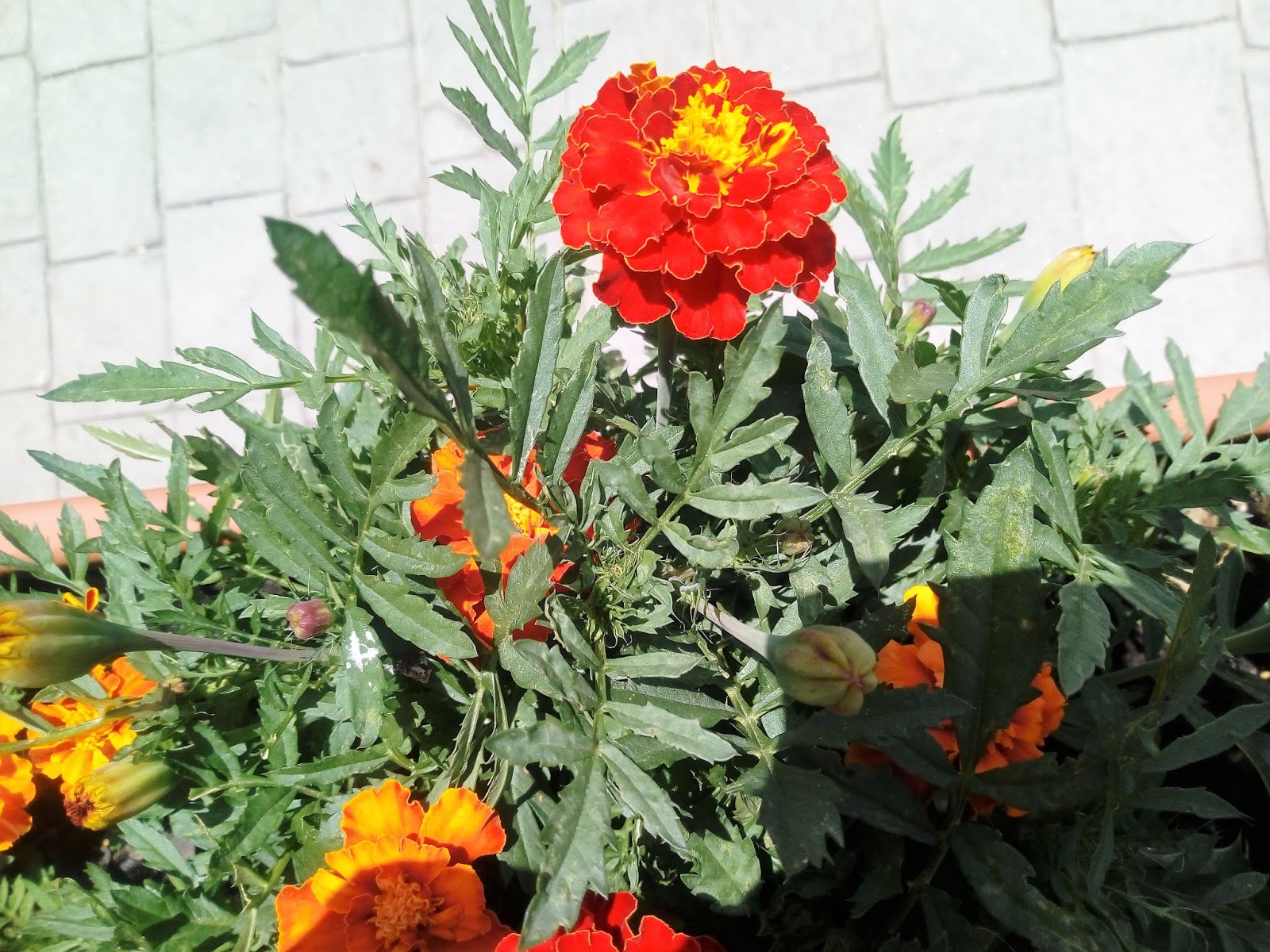 Biosfera vegetal.: Clavel chino (Tagete patula L.). Semillero.