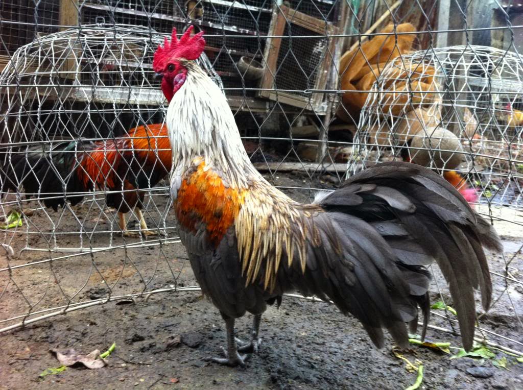 Cách Chọn Gà Cựa Chất Đá Hay ~ Chiến Kê Việt Nam