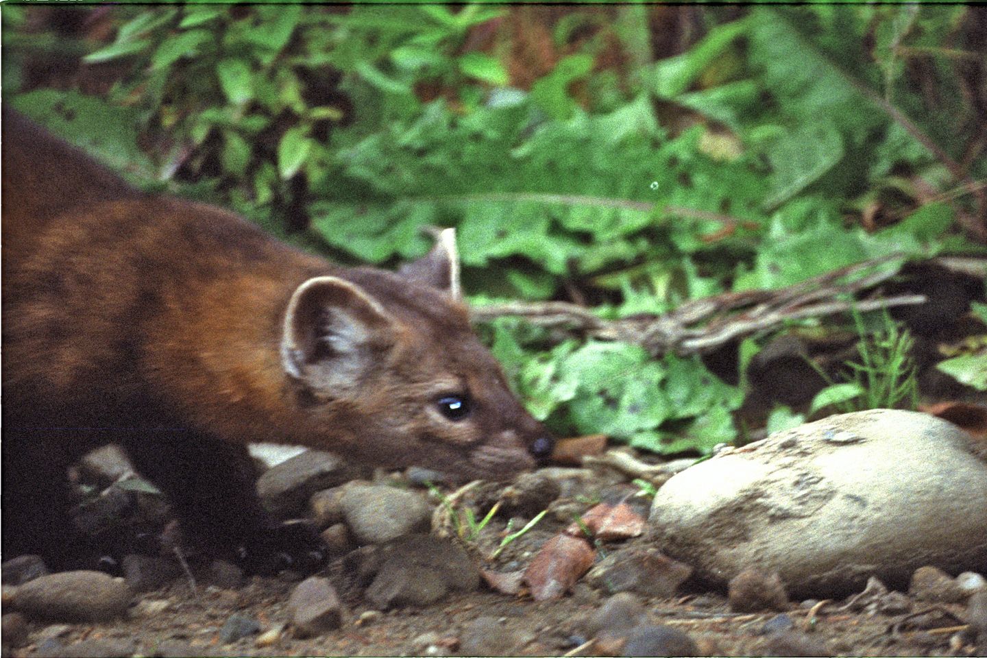 The Azure Gate: American Marten