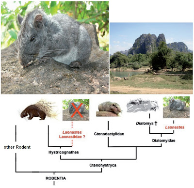 Species New to Science: [Mammalogy • 2011] Laonastes aenigmamus | an ...