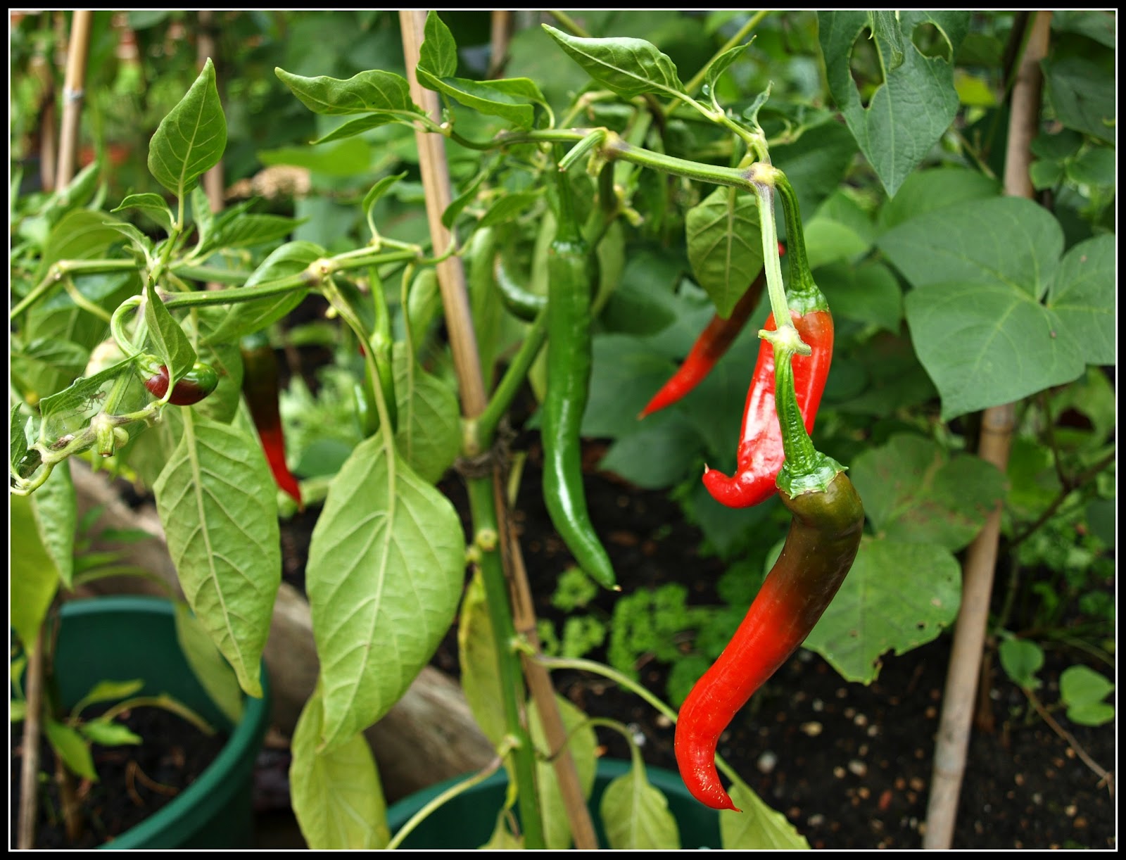 Mark's Veg Plot: More on chillis