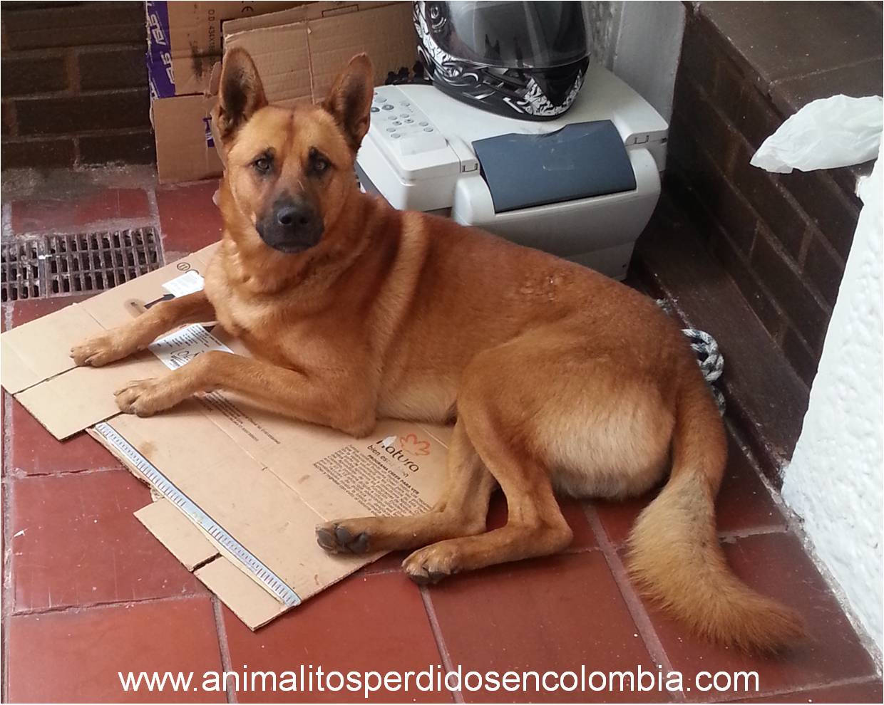 Animalitos Perdidos en Colombia: ENCONTRADO BOGOTÁ - PERRO AMARILLO ...