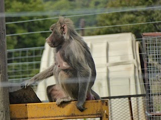 Local History of South Wales & Llanhilleth Miners' Institute: Welsh Ape ...