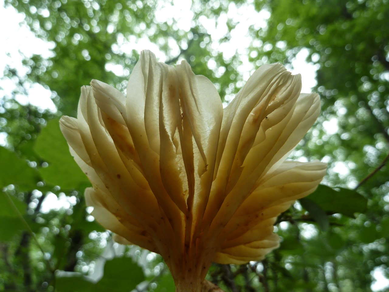 Springfield Plateau: Mushroom Flower