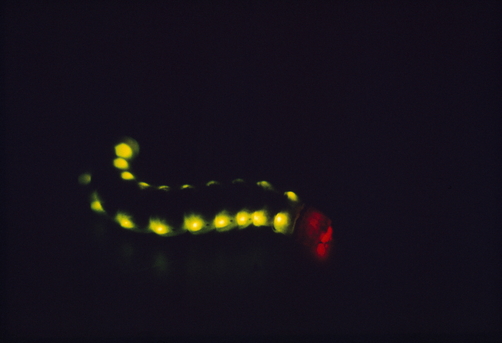 Así pienso...: ¿Gusano ferrocarrilero?