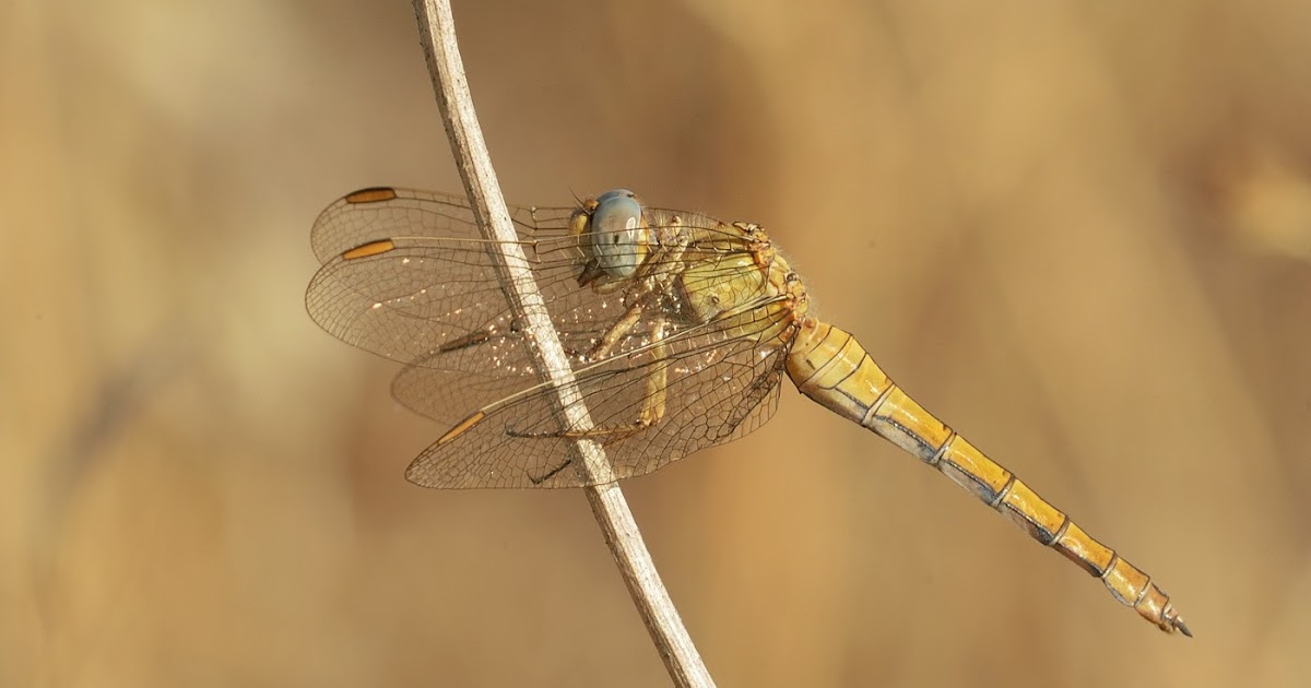 Steve Rogers birding: Dragonflies in Cyprus in June