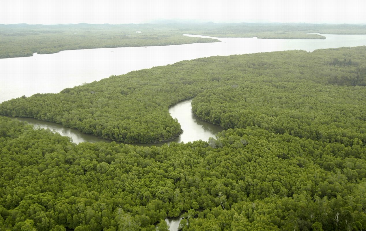 Laut & Kita: Hutan bakau (mangrove) juga sekaya hutan tropis di daratan ...