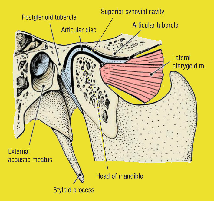 De la Oclusión a la ATM: Biomecánica de la ASTMD