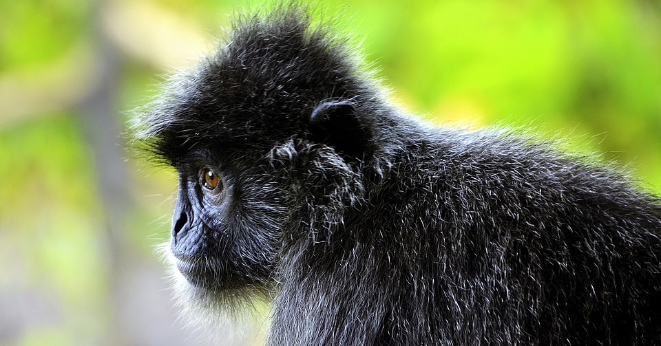 Legenda Lutung Kasarung