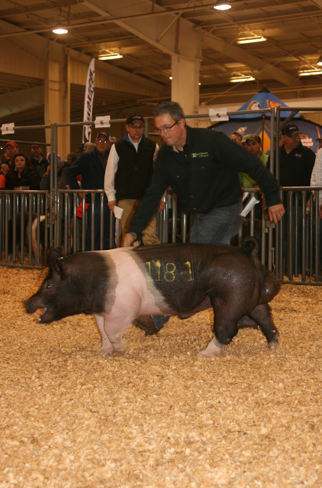 NSR Show & Sale Results: 2012 NSR Fall Classic Crossbred Boar Show Results