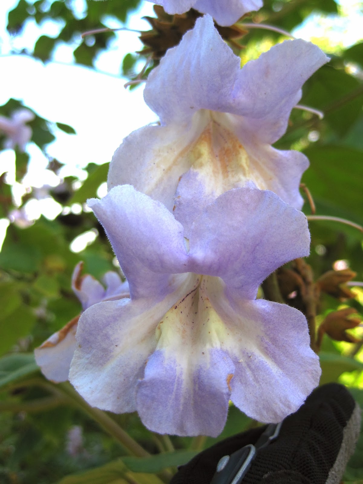 Trees of Santa Cruz County: Paulownia tomentosa - Princess tree