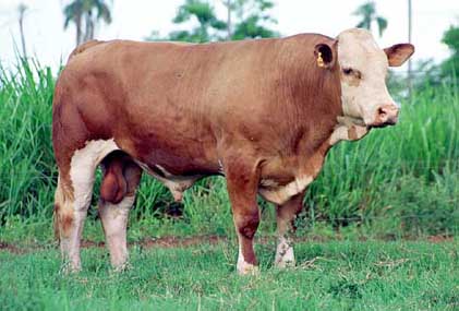 BP3K KECAMATAN MENDAHARA ULU: JENIS DAN BANGSA SAPI POTONG