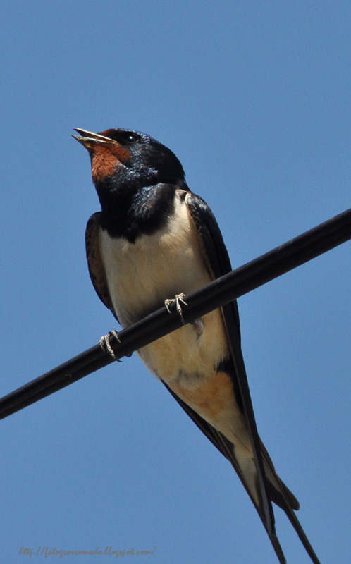 In linii mari: Hirundo rustica (Randunica)