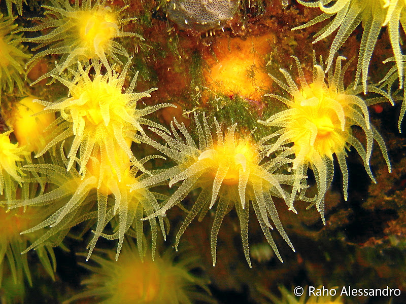Necton e Plancton: Cnidari: Madrepora Gialla