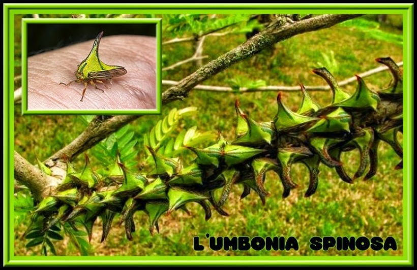 UMBONIA SPINOSA photos - wallpapers (ανανεωμένο) | the fun bank