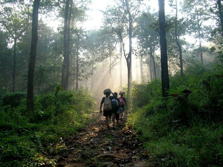 Sanatana Dharma: Forest at Sabarimala