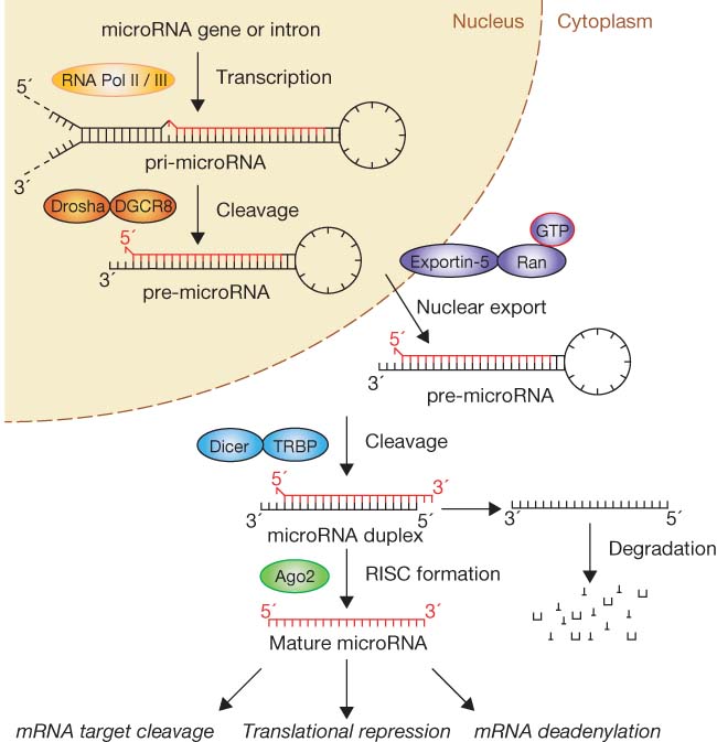 Gene Tonic: diciembre 2012