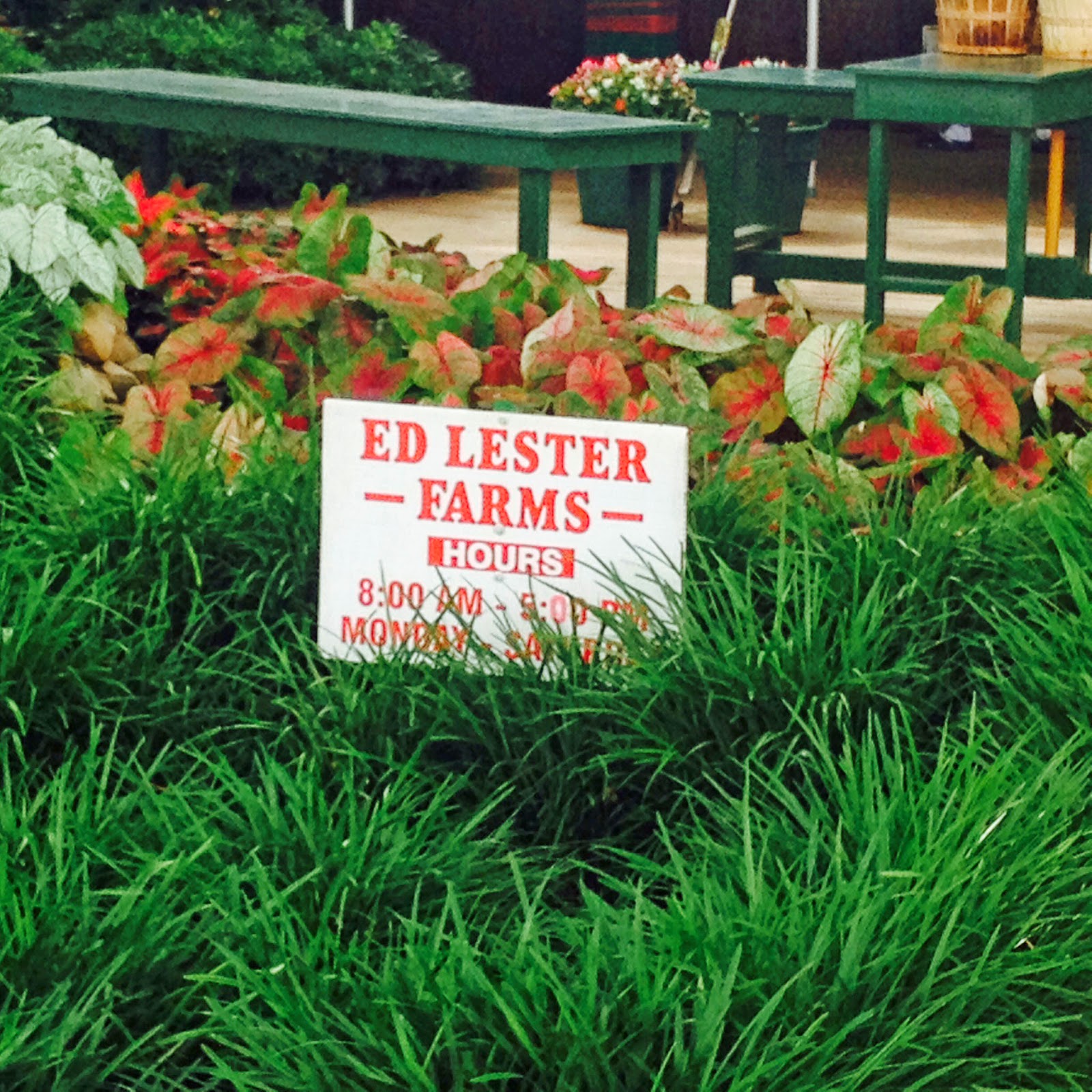 Soup Spice Everything Nice: Ed Lester Farms