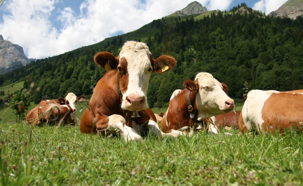 The Role Of Animals In Organic Farming - On Trend