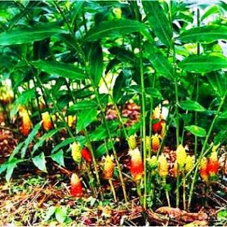 Khasiat Bengle Untuk Obat Alami - Marno Herbal