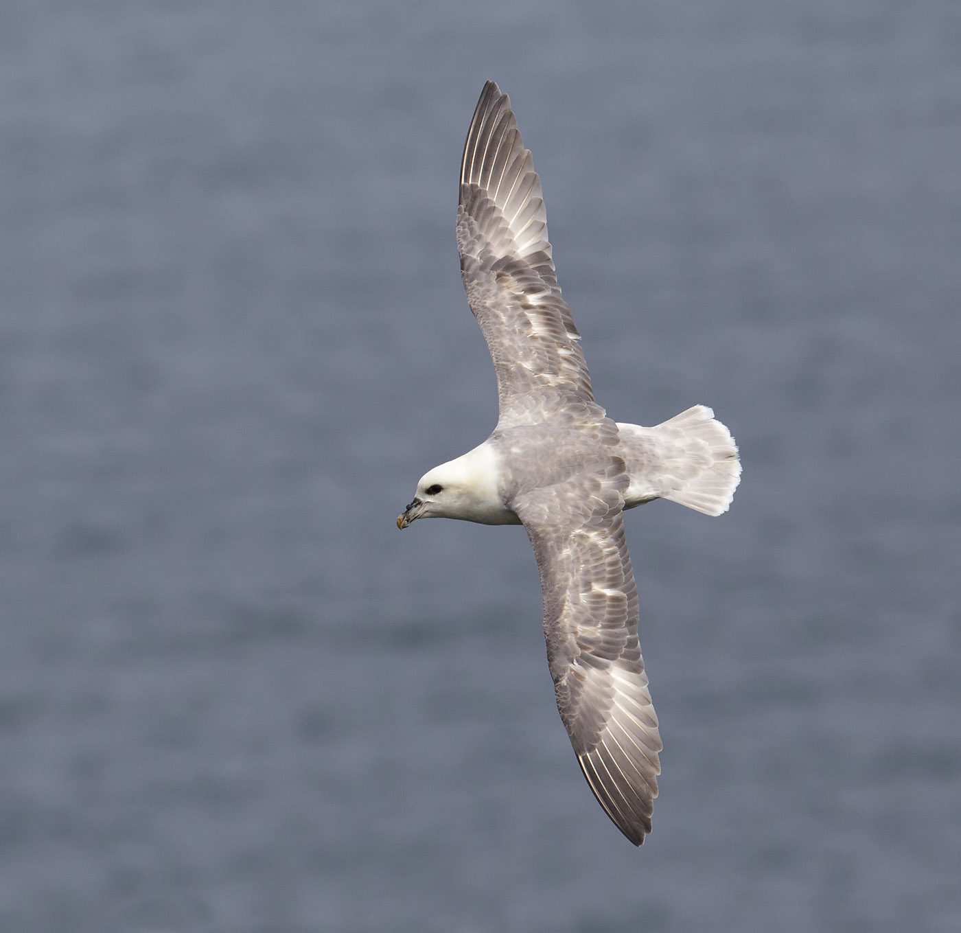 pewit: Fulmar petrels