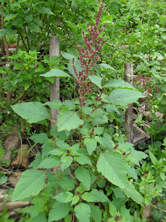 Sabores do Mato - Panc's e plantas medicinais: CARURU, bredo, Amaranthus sp