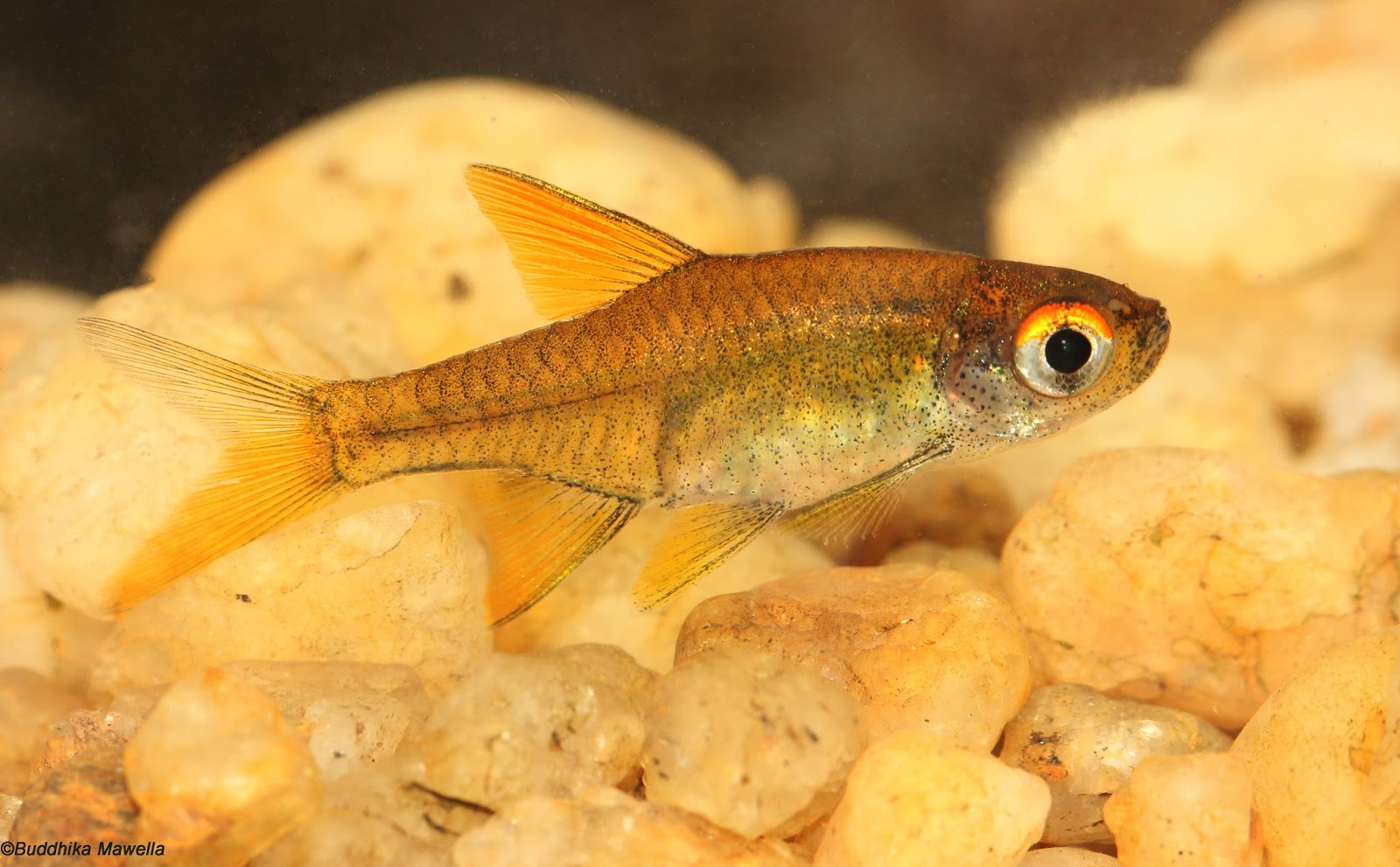 Lanka Nature Summary: Black-lined Golden Rasbora (Rasboroides ...