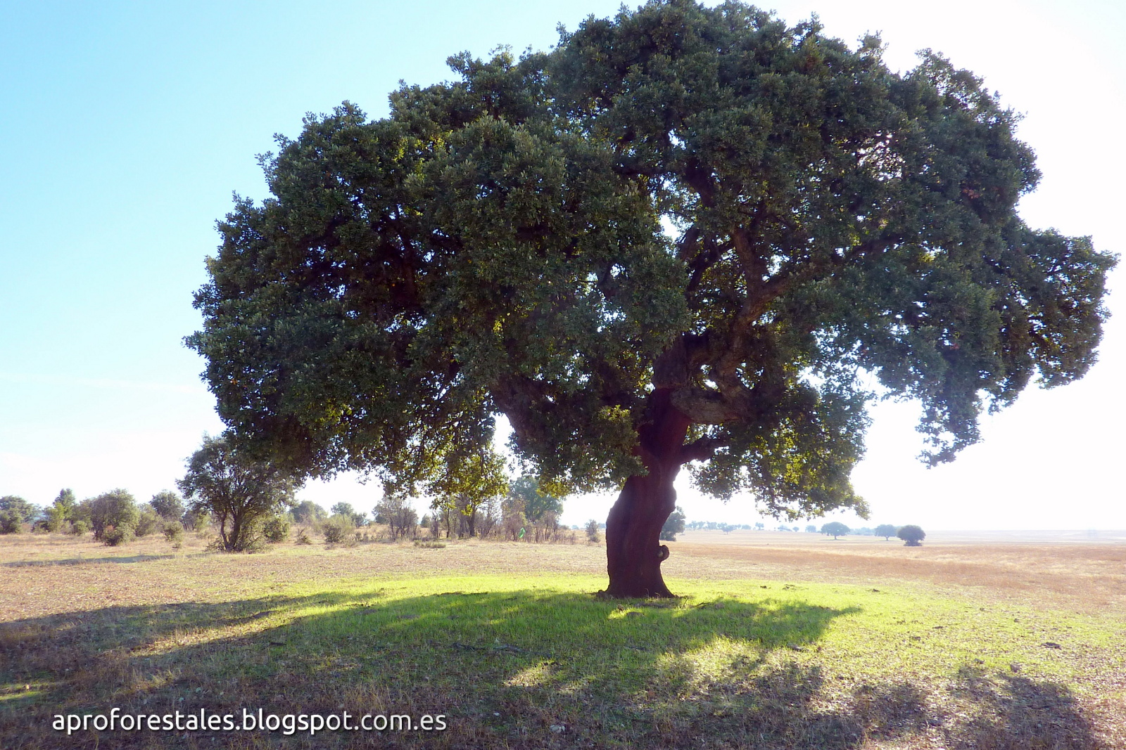 Educación Forestal: El alcornoque