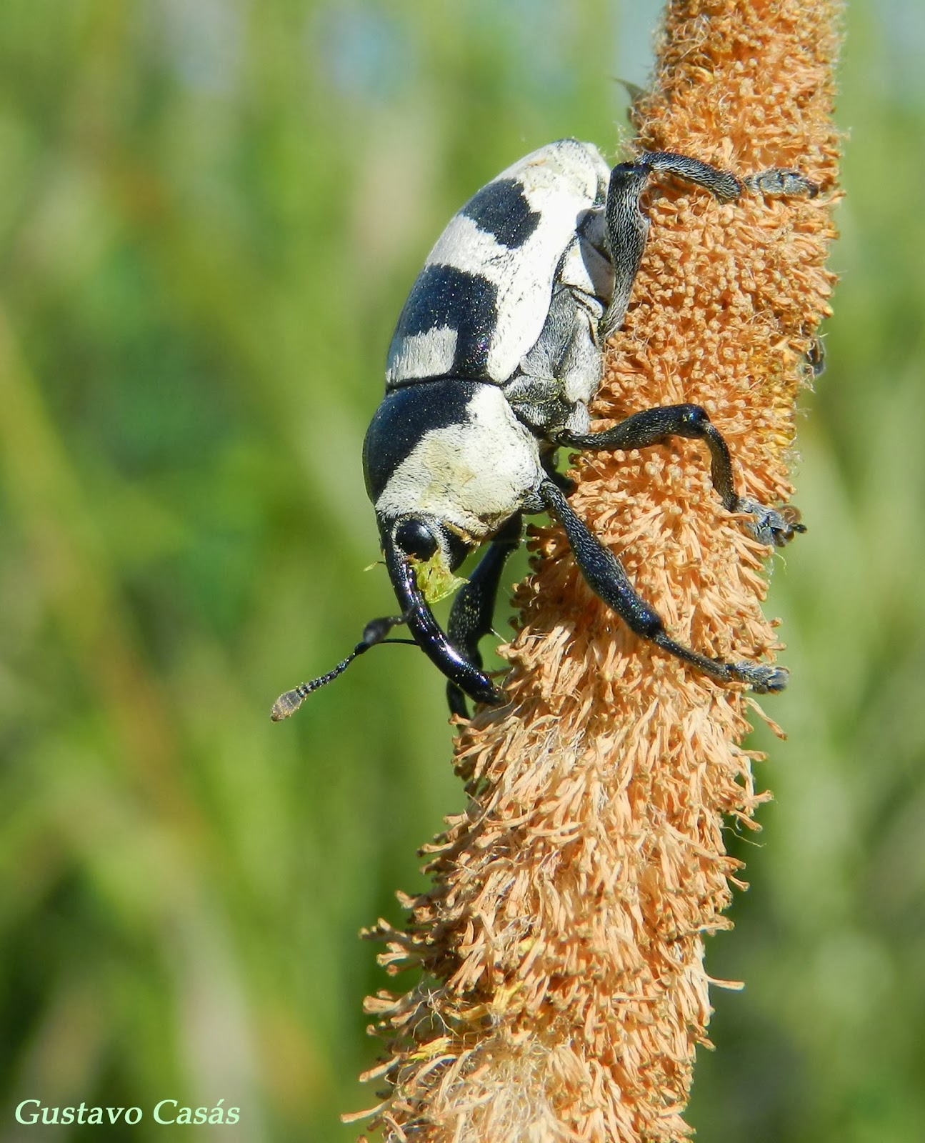 INSECTOS: Cholus fasciatus. Gorgojo.