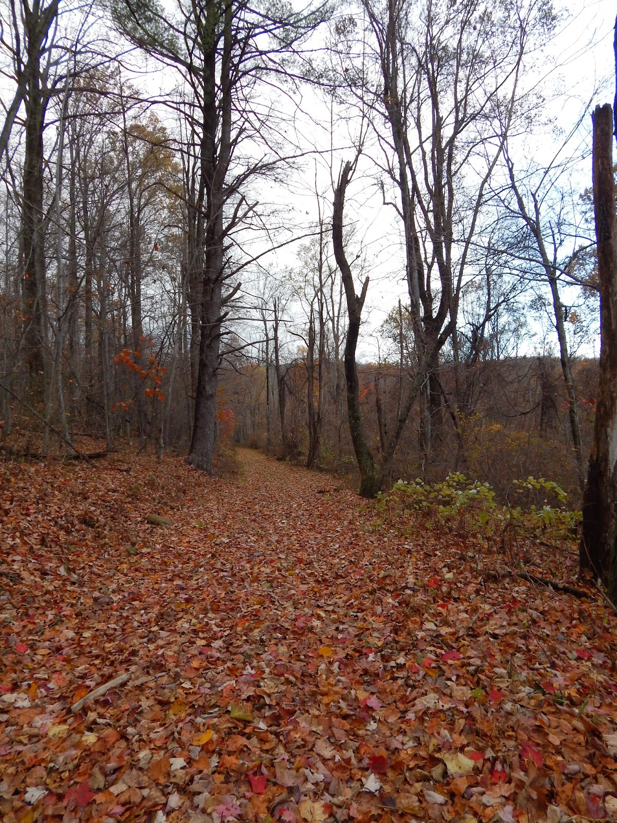 Those Who Wander: South River and Pocosin