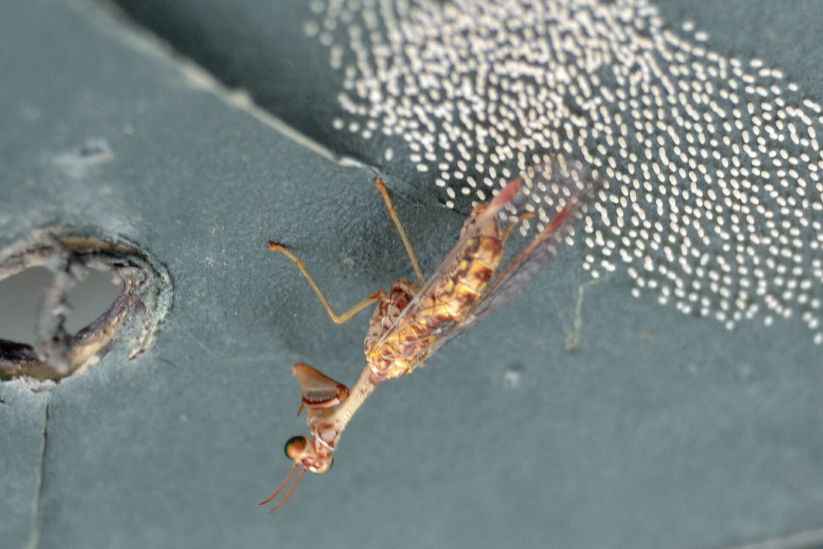 Amantes de la ornitología: Caprichos de la evolución: Mantispa styriaca