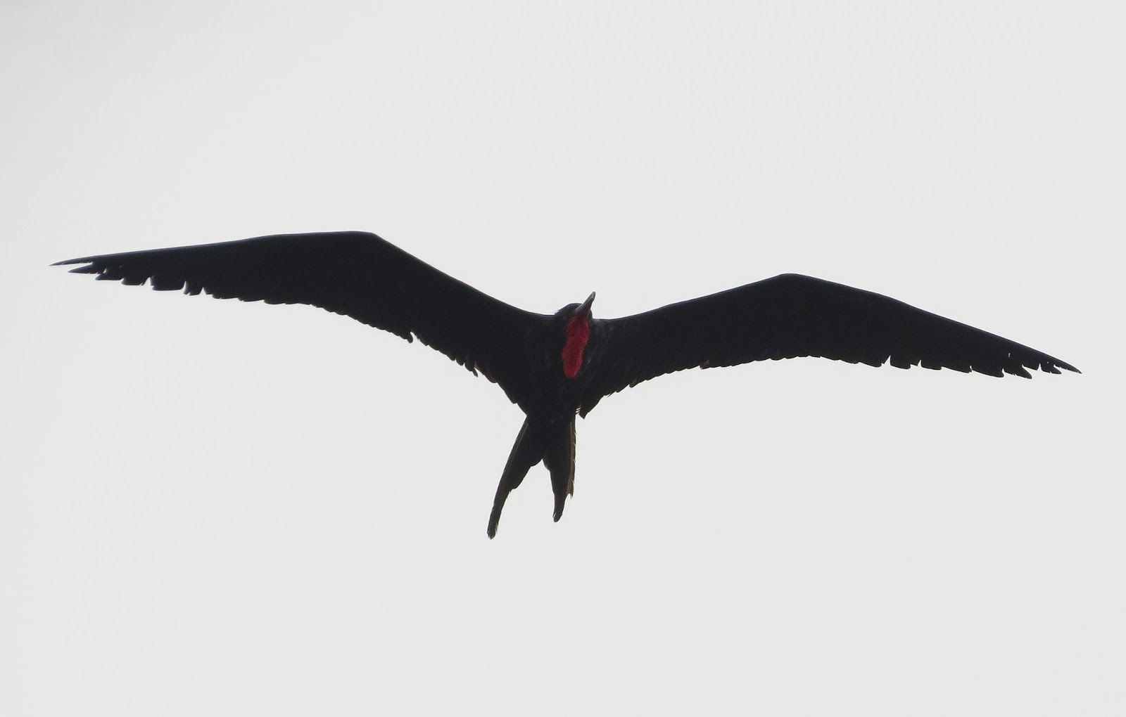 Pixie Birding: Florida Birding Trip Report - Day 8 (The Dry Tortugas ...