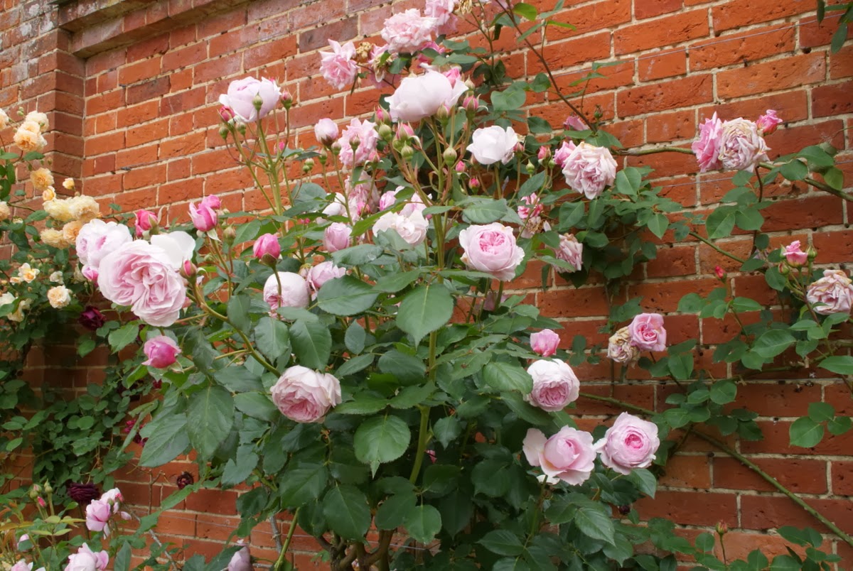 Organic Garden Dreams: Mottisfont Abbey - a Rose Lover's Paradise - II