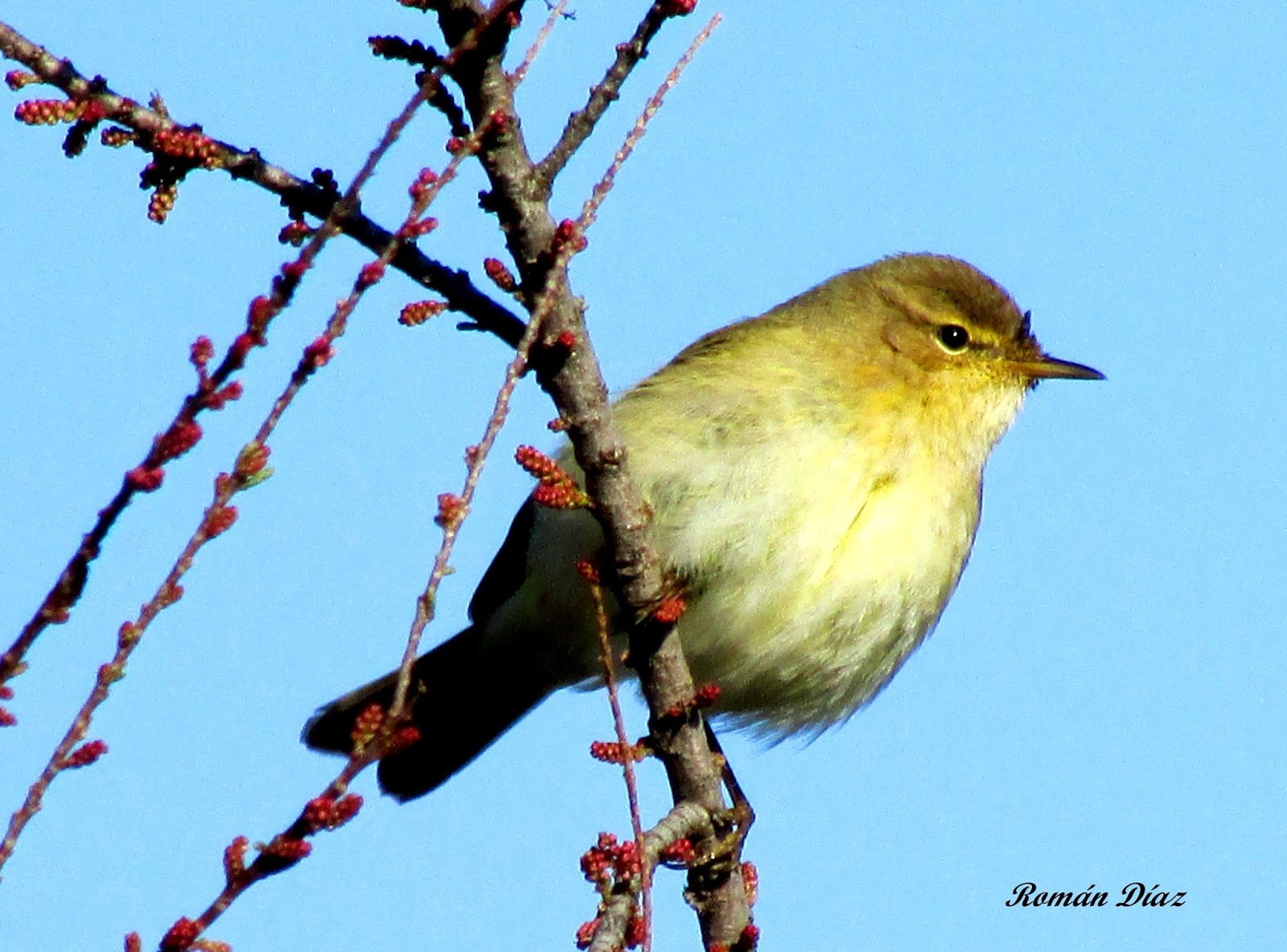 Fotoafición Román: Mosquitero común y Mosquitero musical